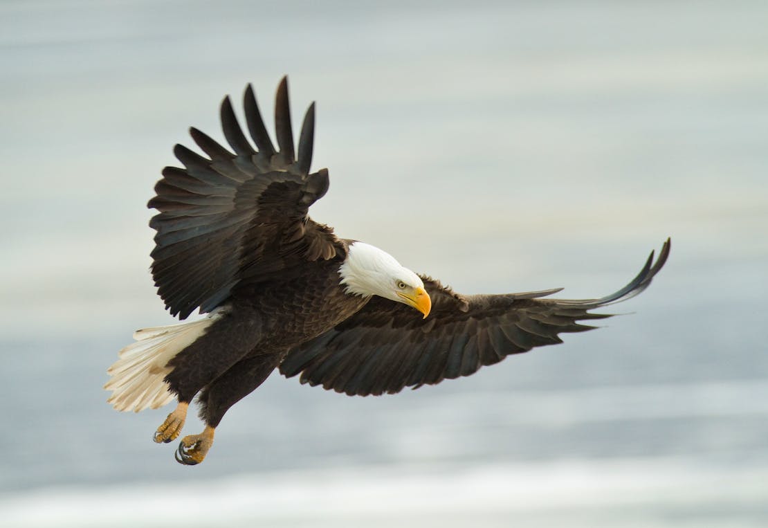 Celebrating Our National Bird: Eight Fun Facts About Bald Eagles | Defenders of Wildlife